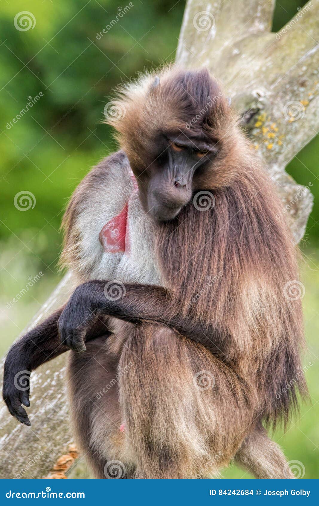 Gelada Baboon Sitting on Tree Stock Photo - Image of eyes, natural ...