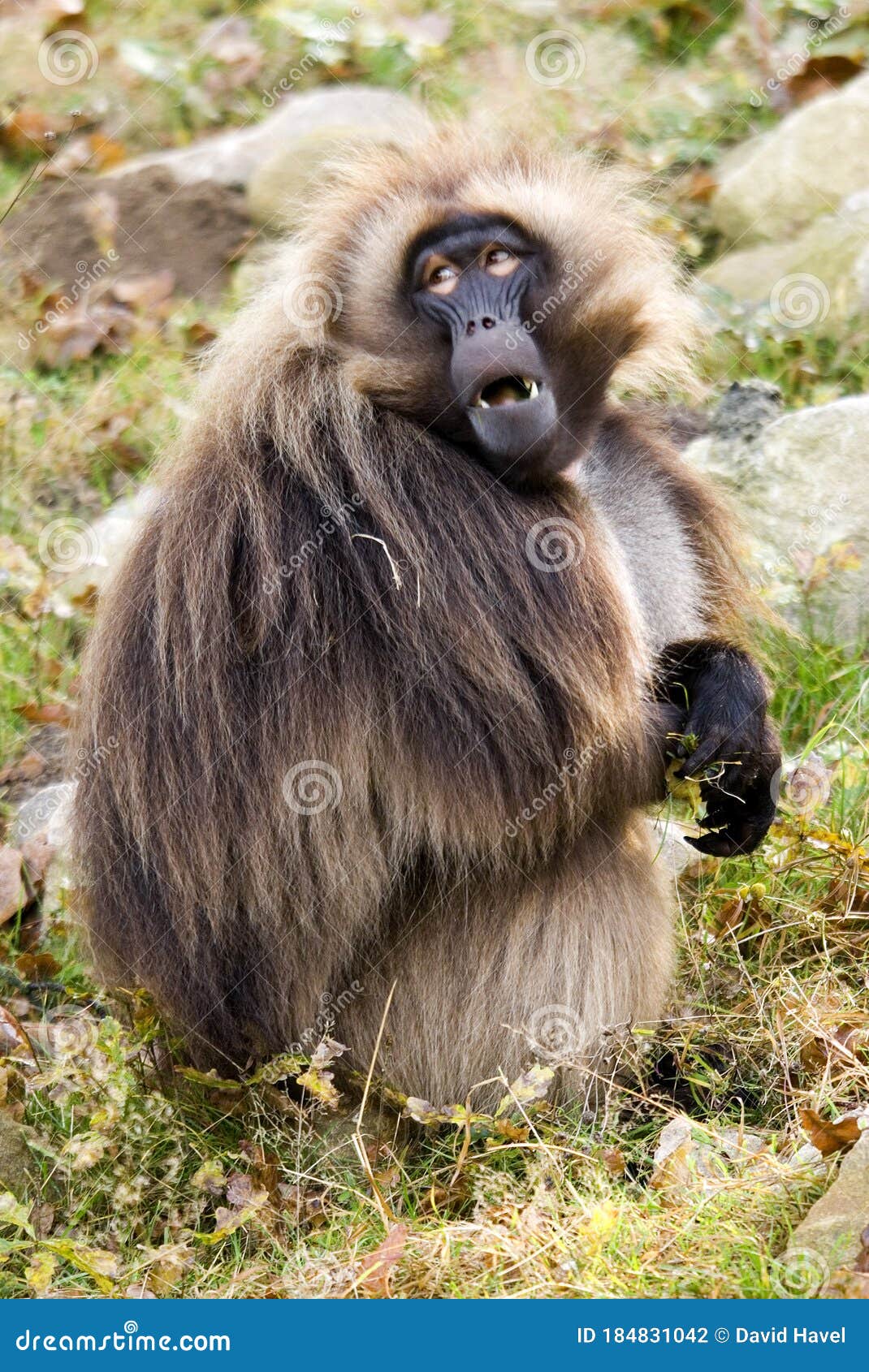 Gelada Baboon - Theropithecus Gelada Stock Photo - Image of monkeys ...