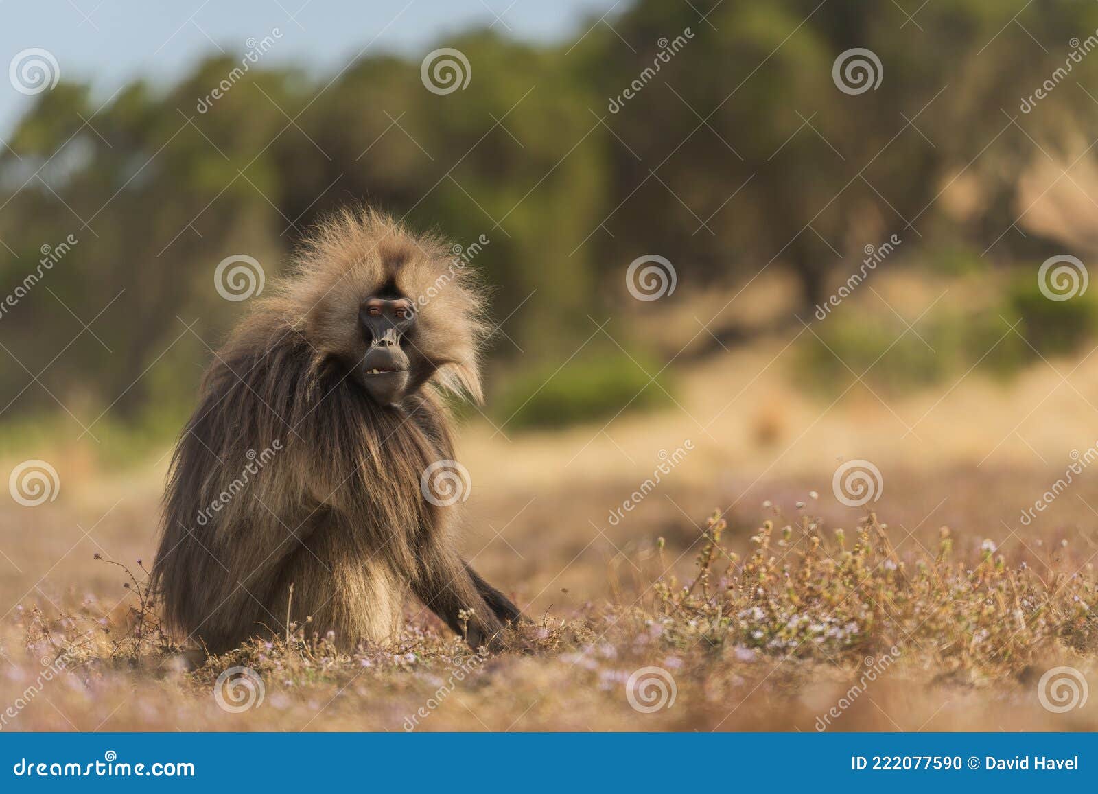 Gelada Baboon - Theropithecus Gelada Stock Photo - Image of ground ...