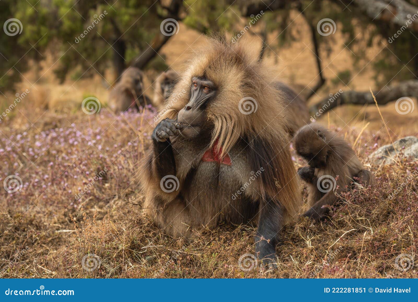 Gelada Baboon - Theropithecus Gelada Stock Image - Image of meadow ...