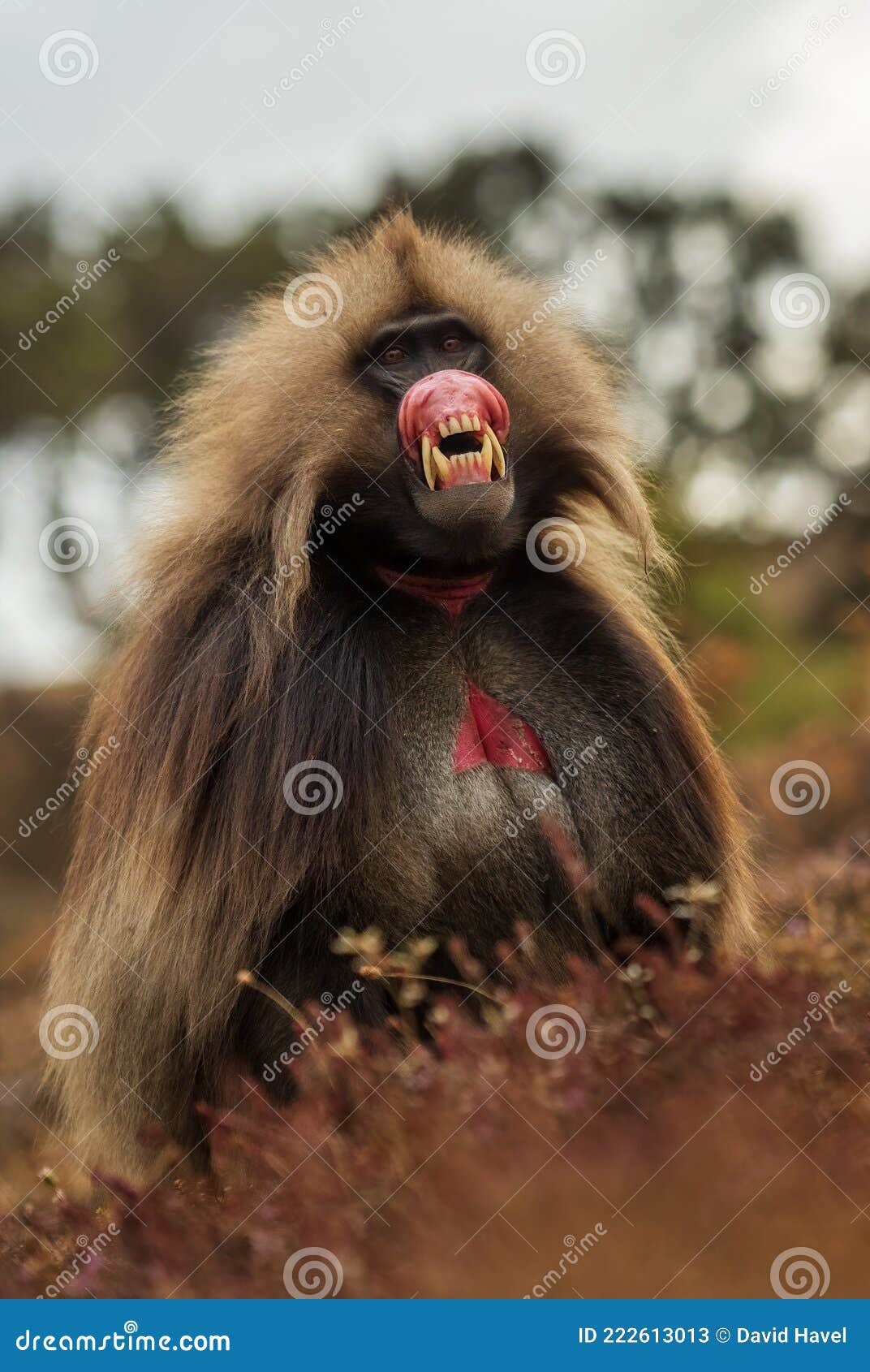 Gelada Baboon Teeth