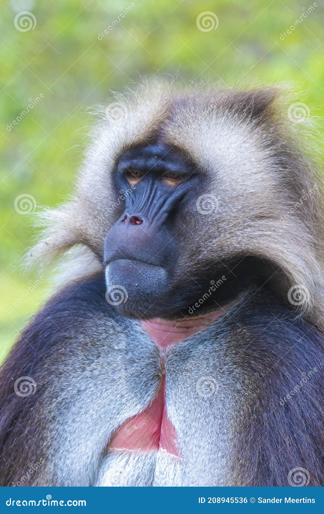 Gelada Baboon Theropithecus Gelada Close Up Stock Photo - Image of ...