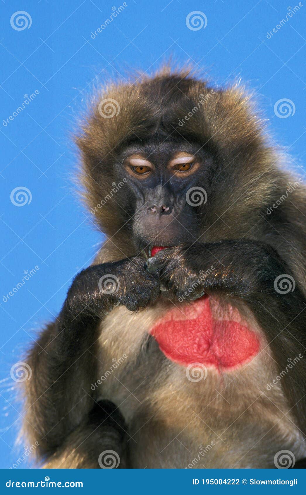 GELADA BABOON Theropithecus Gelada, FEMALE EATING FRUIT Stock Photo ...