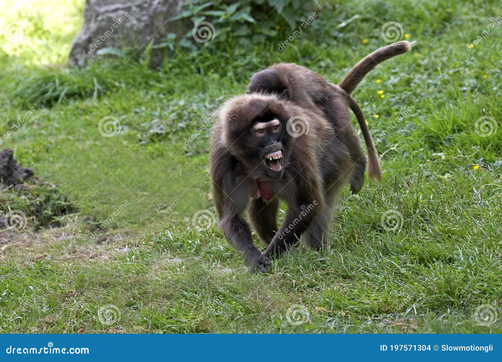Gelada Baboon, Theropithecus Gelada, Female with Open Mouth Carrying ...