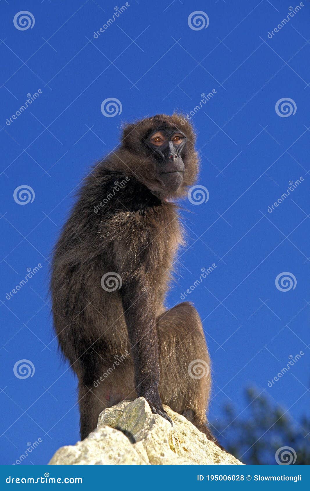 GELADA BABOON Theropithecus Gelada, FEMALE STANDING on ROCK Stock Photo ...
