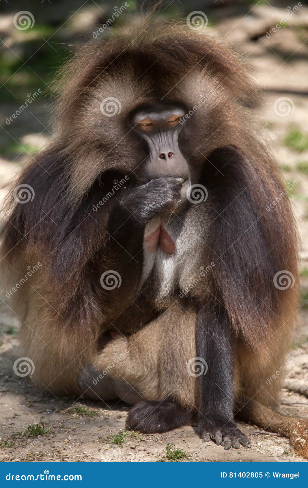 Gelada Baboon Theropithecus Gelada Stock Image - Image of highlands ...