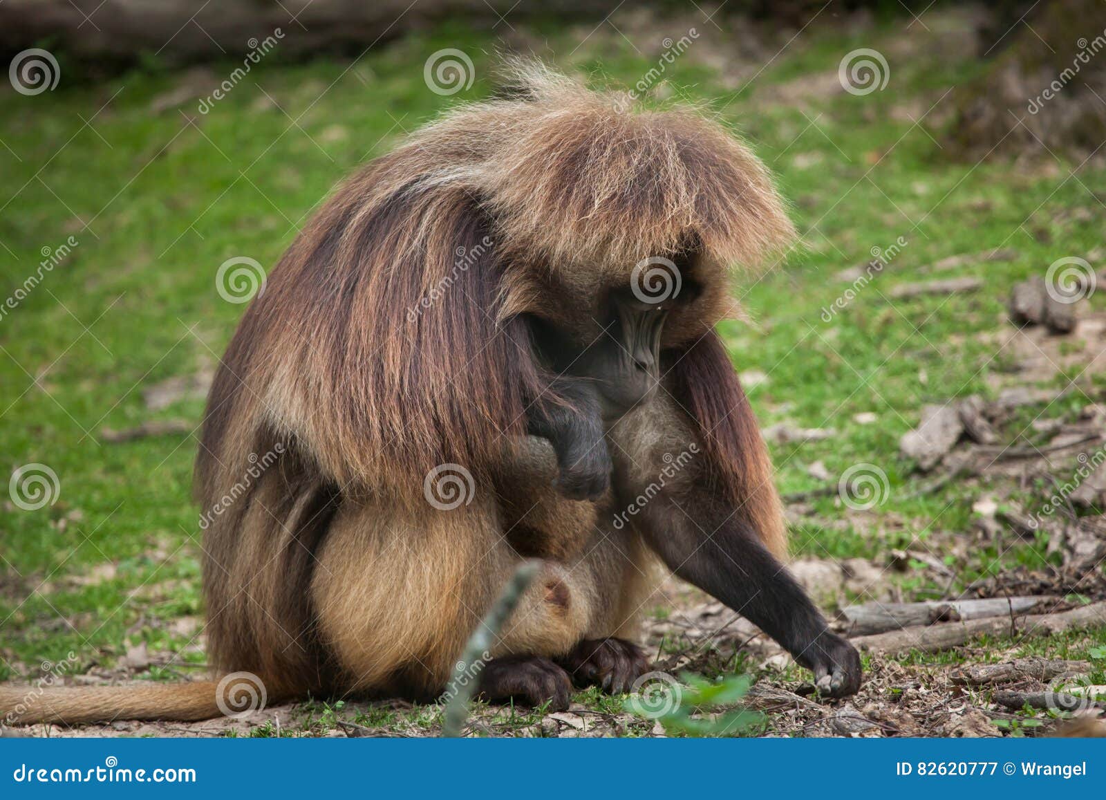 Gelada Baboon Theropithecus Gelada Stock Image - Image of monkey, fauna ...