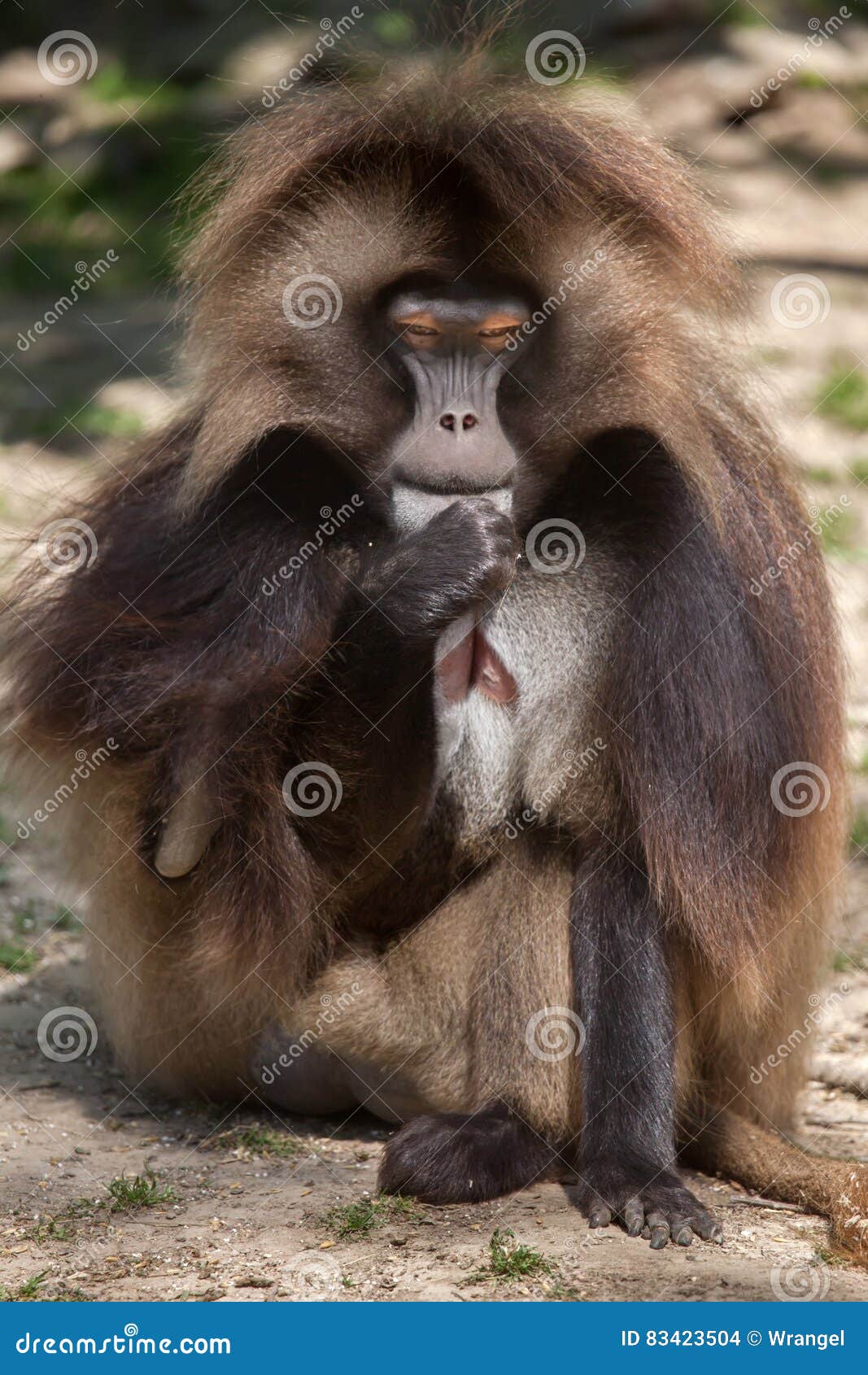 Gelada Baboon Theropithecus Gelada Stock Photo - Image of ...