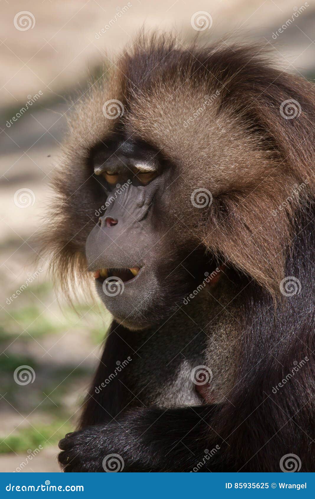 Gelada Baboon Theropithecus Gelada Stock Image - Image of bleeding ...
