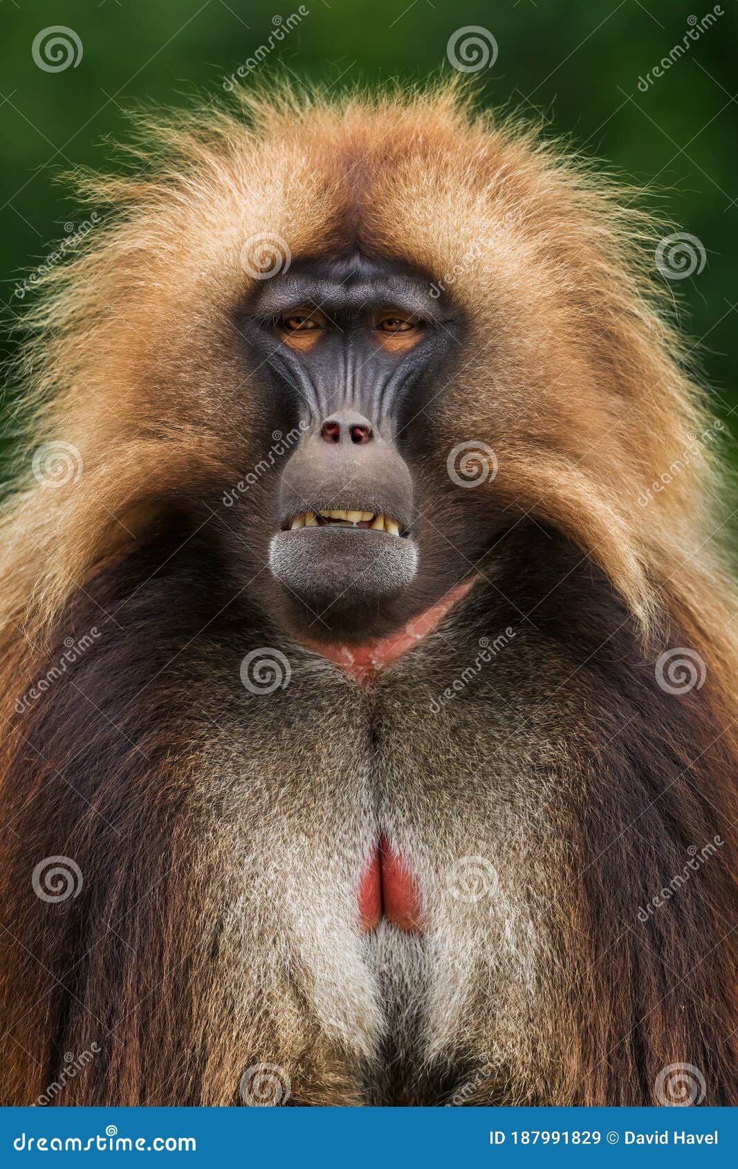 Gelada Baboon - Theropithecus Gelada Stock Image - Image of animals ...