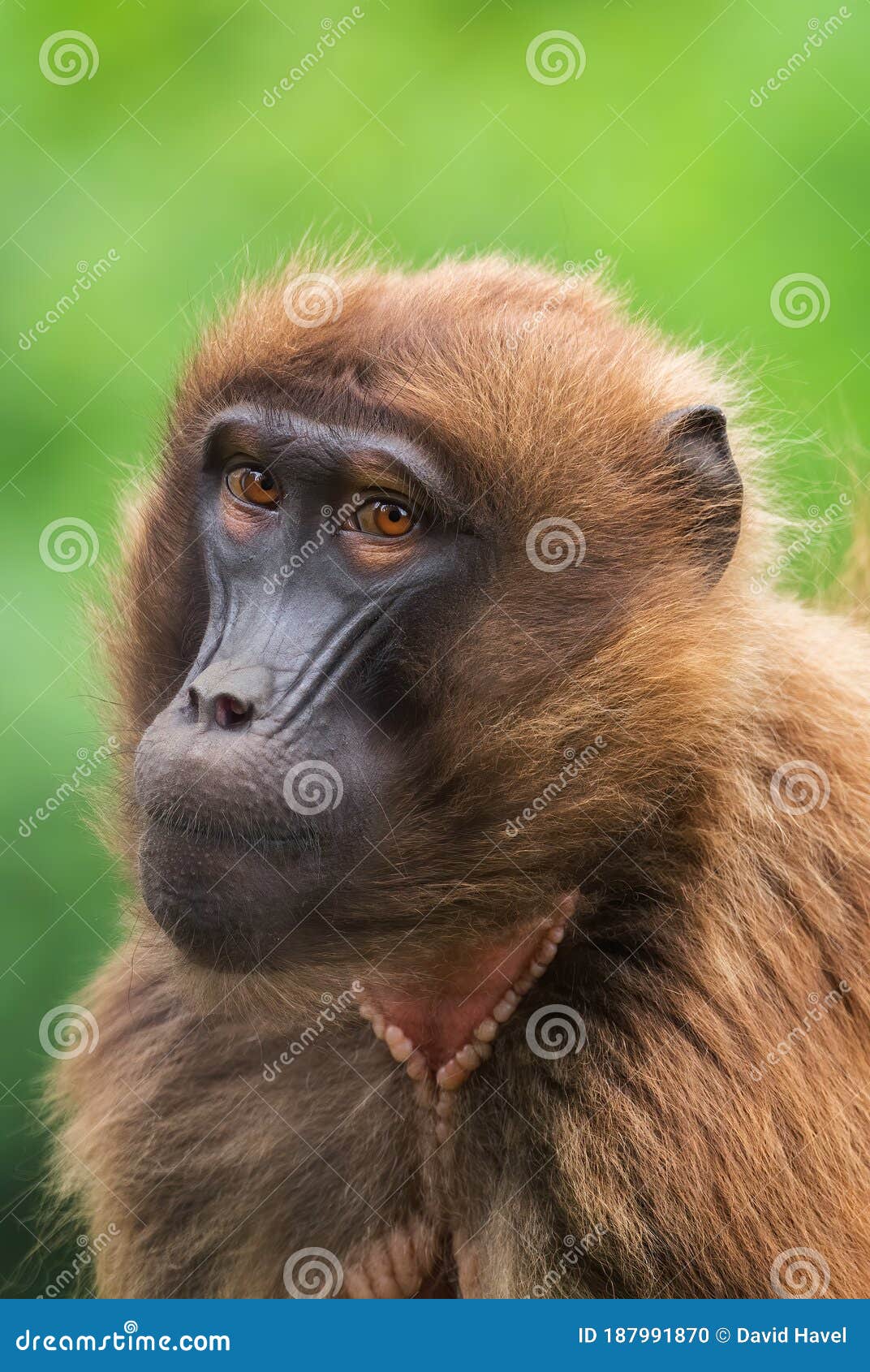 Gelada Baboon - Theropithecus Gelada Stock Photo - Image of endemic ...