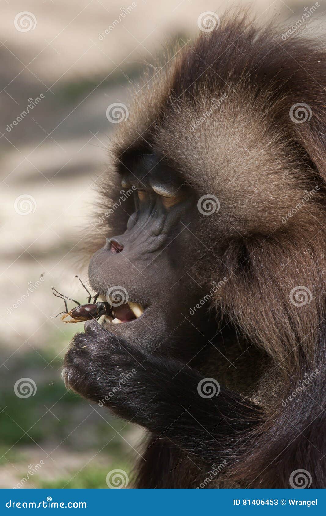 Gelada Baboon Theropithecus Gelada Eating the Stag Beetle Stock Image ...