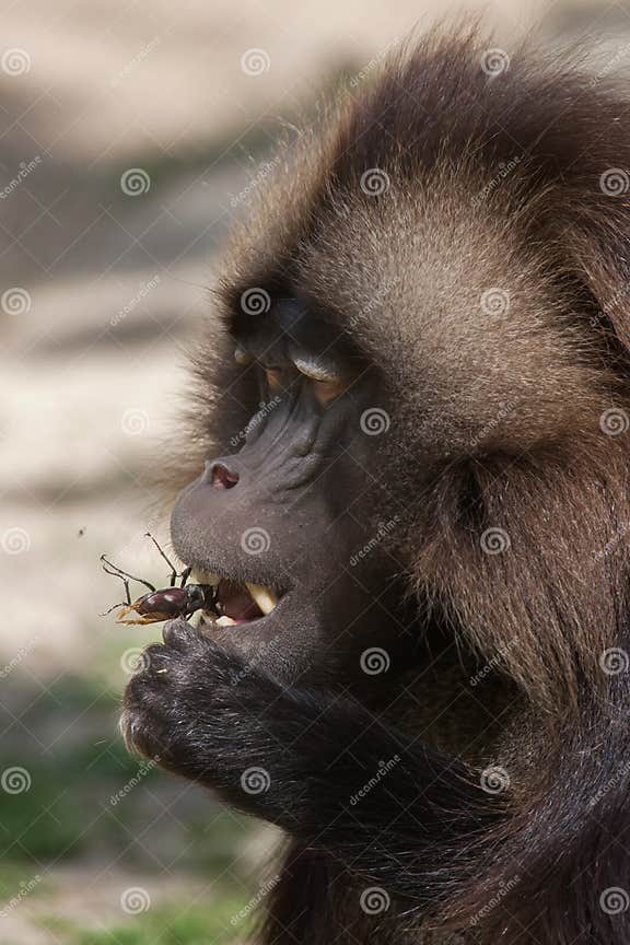 Gelada Baboon Theropithecus Gelada Eating the Stag Beetle Stock Image ...