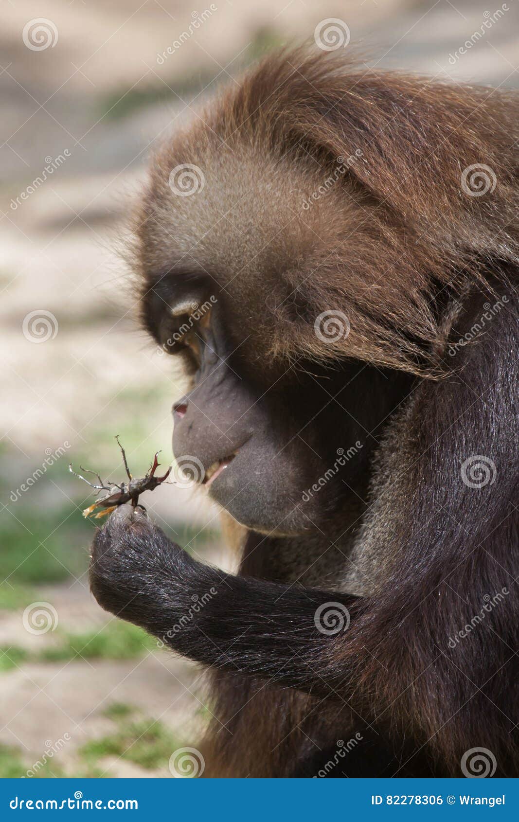 Gelada Baboon Theropithecus Gelada Eating the Stag Beetle Stock Photo ...