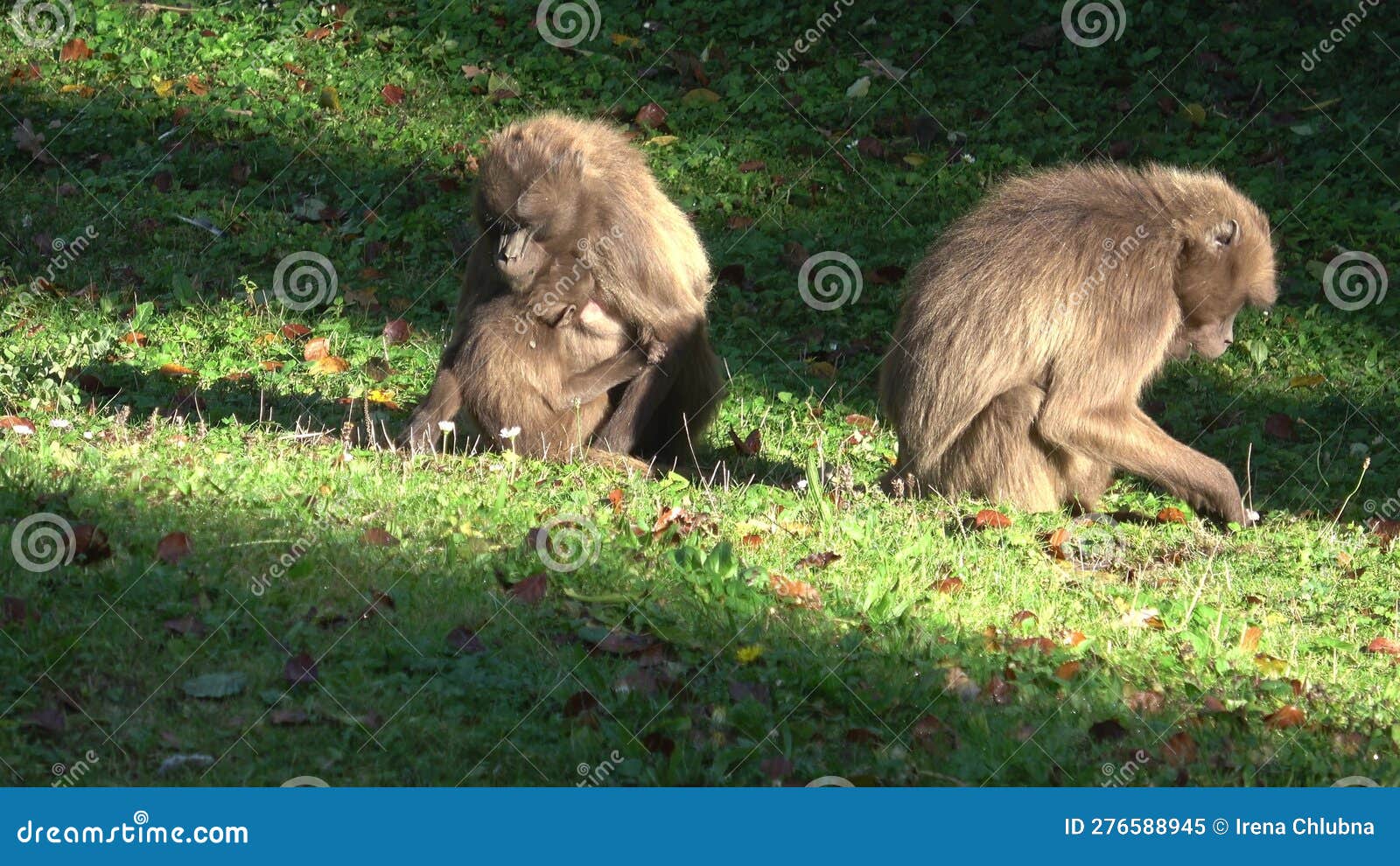 Gelada Baboon (Theropithecus Gelada), Female with Young Sitting on ...