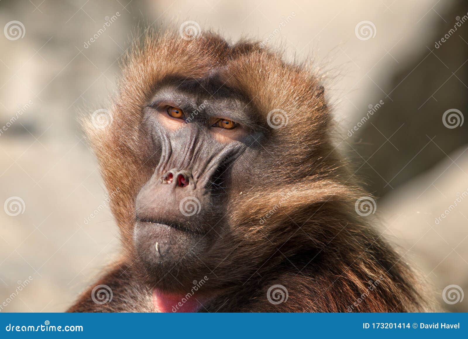 Gelada Baboon - Theropithecus Gelada Stock Photo - Image of monkeys ...