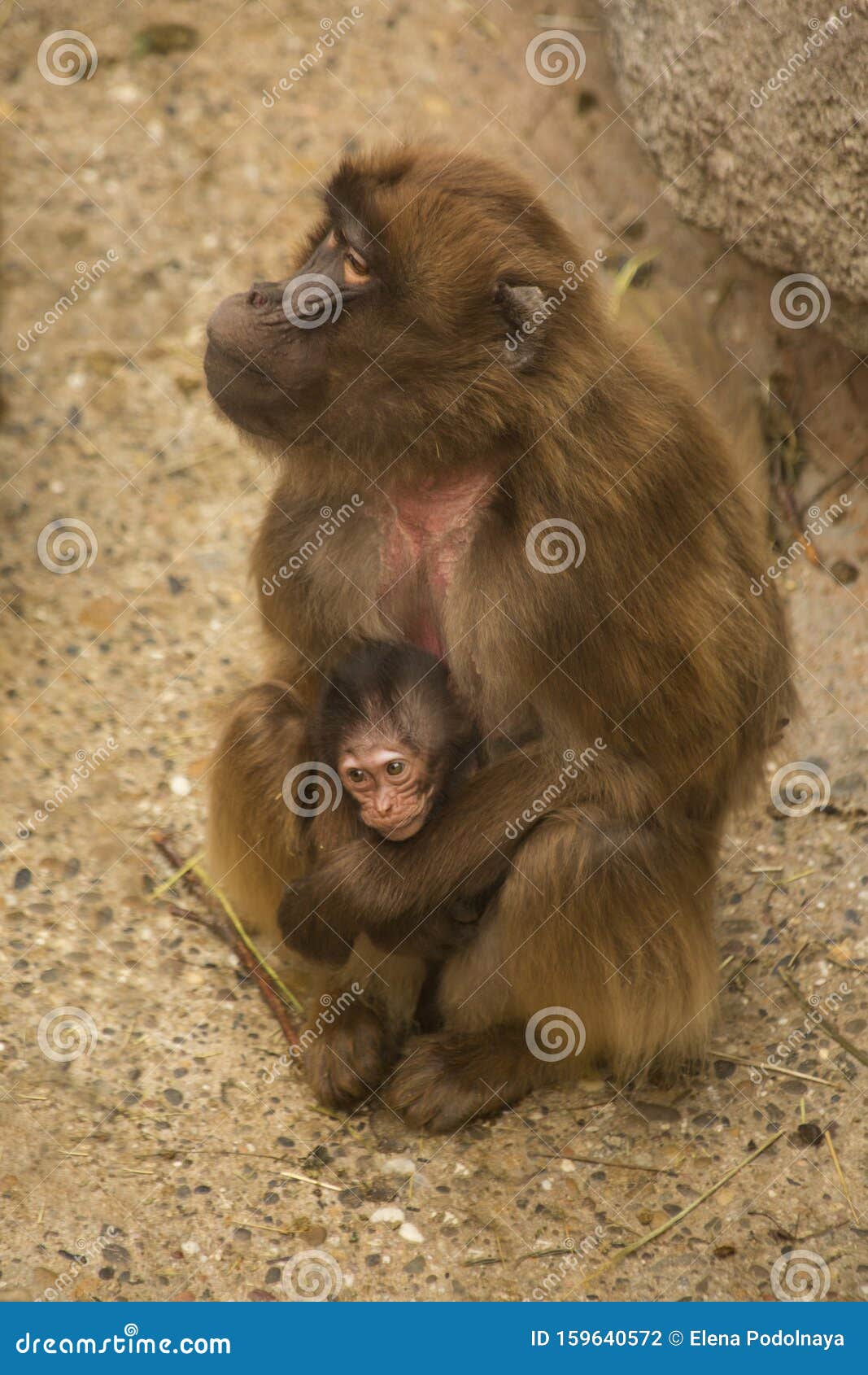 The Gelada Baboon. Theropithecus Gelada. Stock Photo - Image of anxiety ...