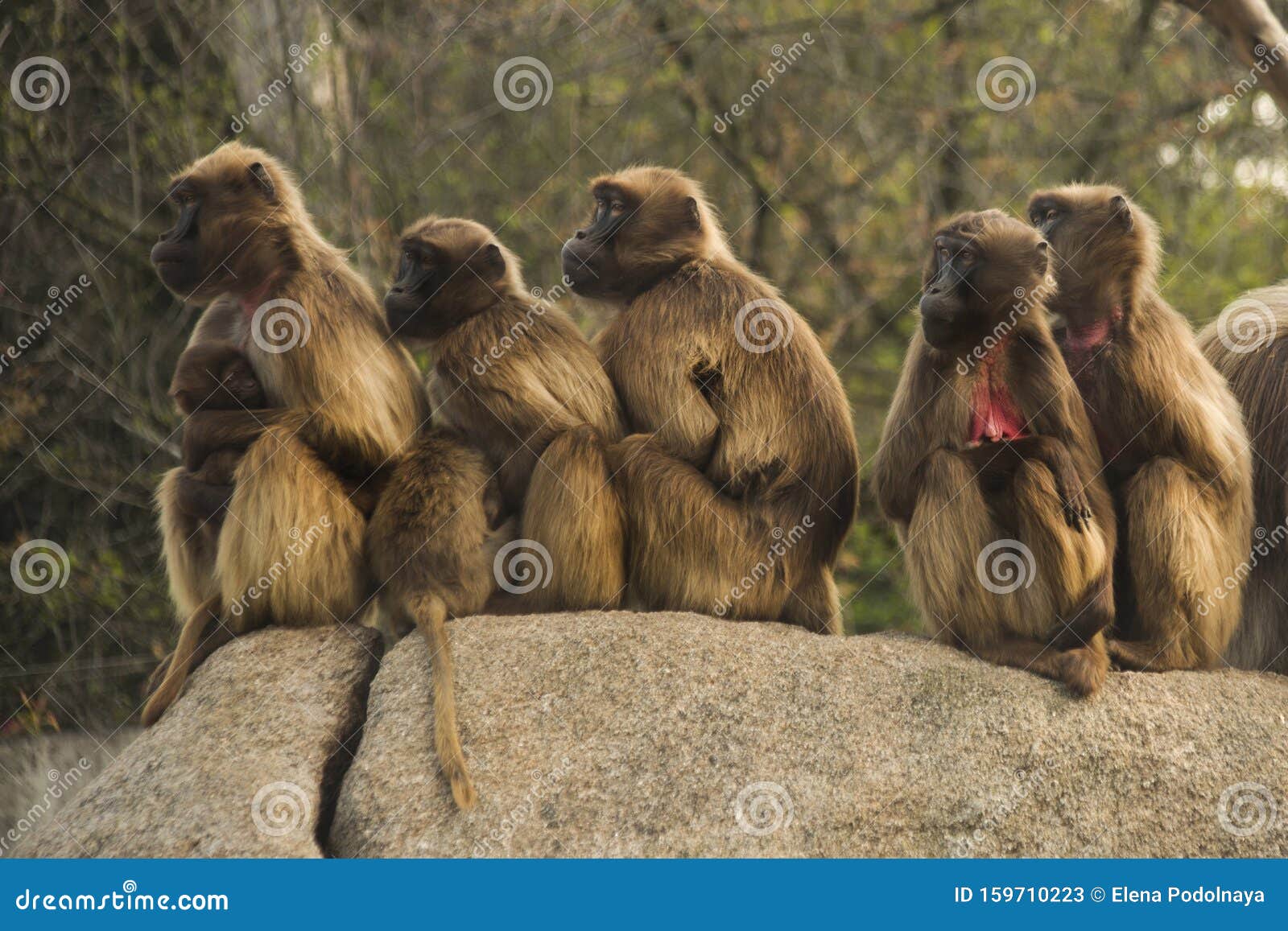 The Gelada Baboon Theropithecus Gelada. Stock Image - Image of species ...
