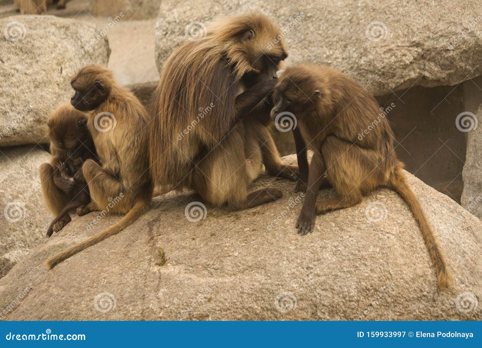 The Gelada Baboon Theropithecus Gelada. Stock Image - Image of ...
