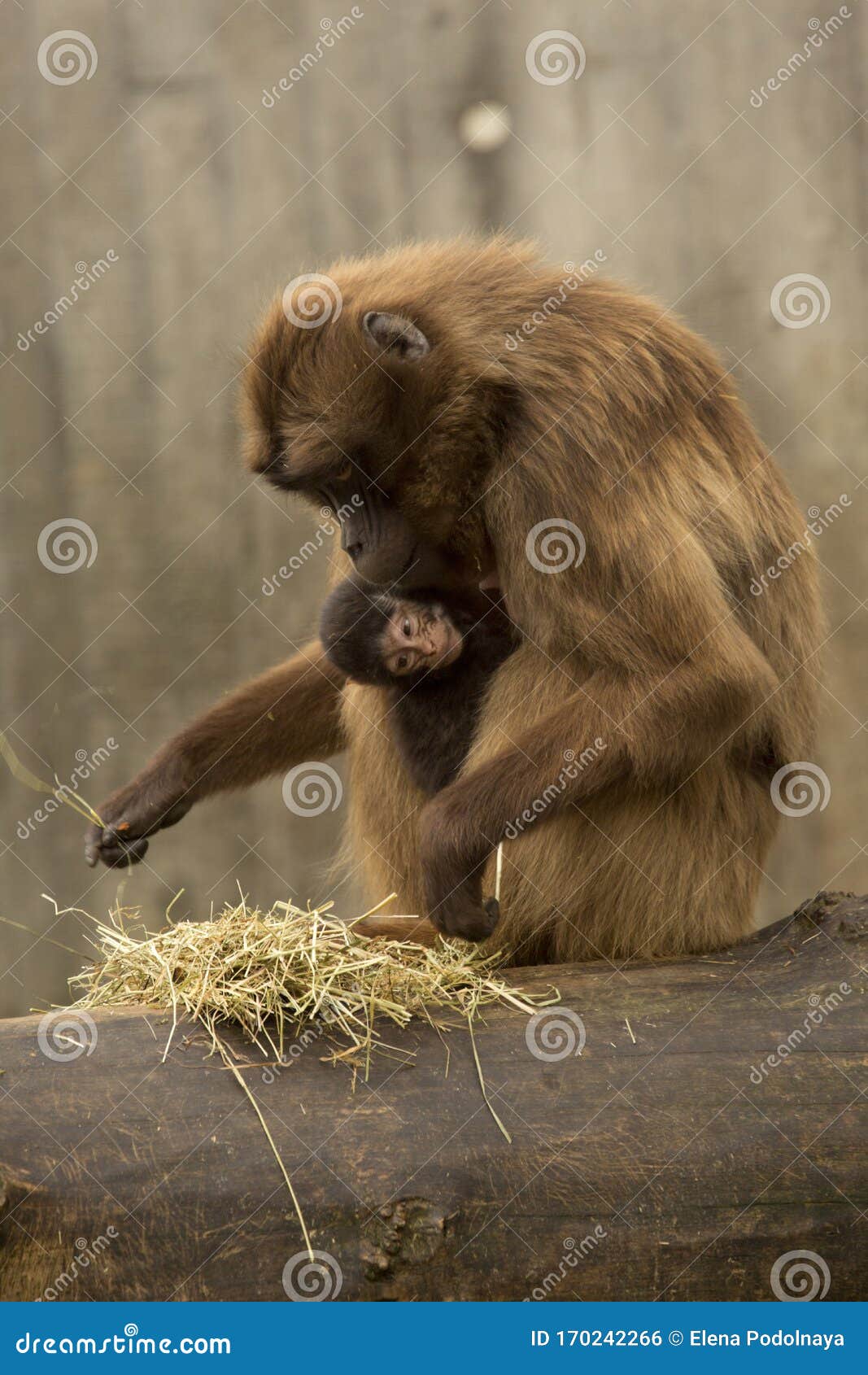 The Gelada Baboon Theropithecus Gelada. Stock Photo - Image of park ...