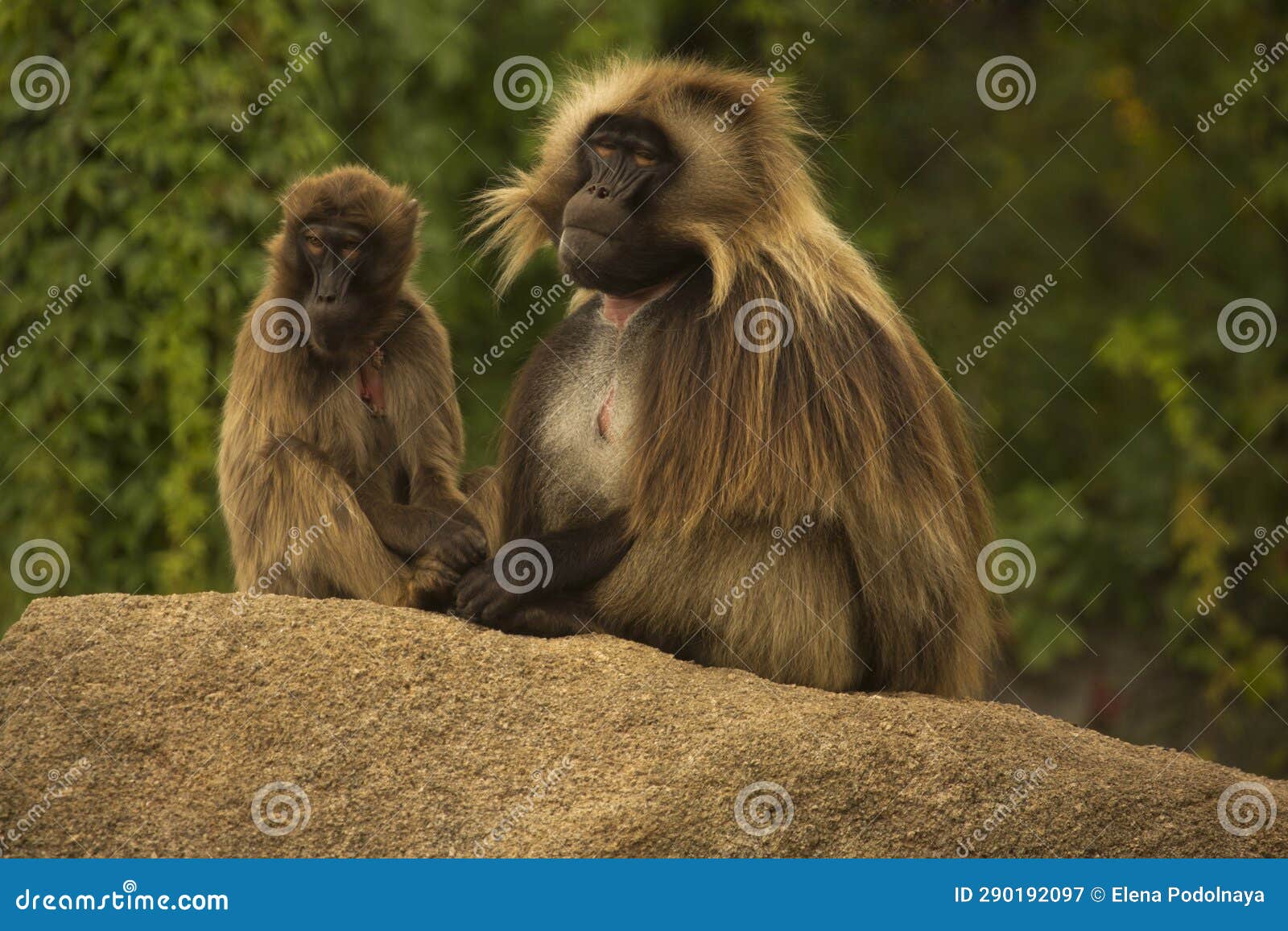 The Gelada Baboon (Theropithecus Gelada). Stock Image - Image of park ...