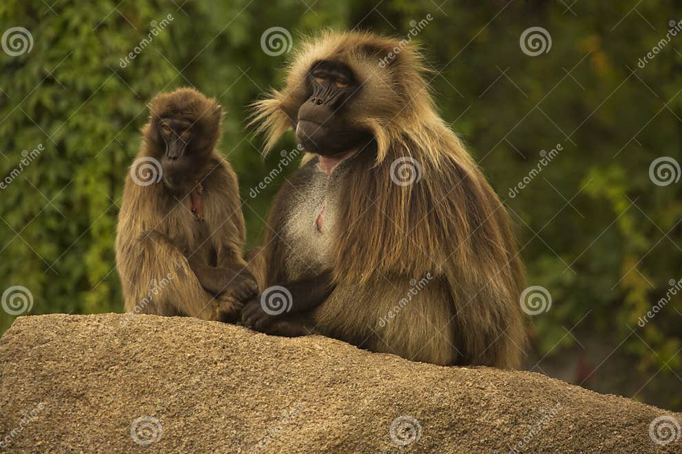 The Gelada Baboon (Theropithecus Gelada). Stock Image - Image of park ...