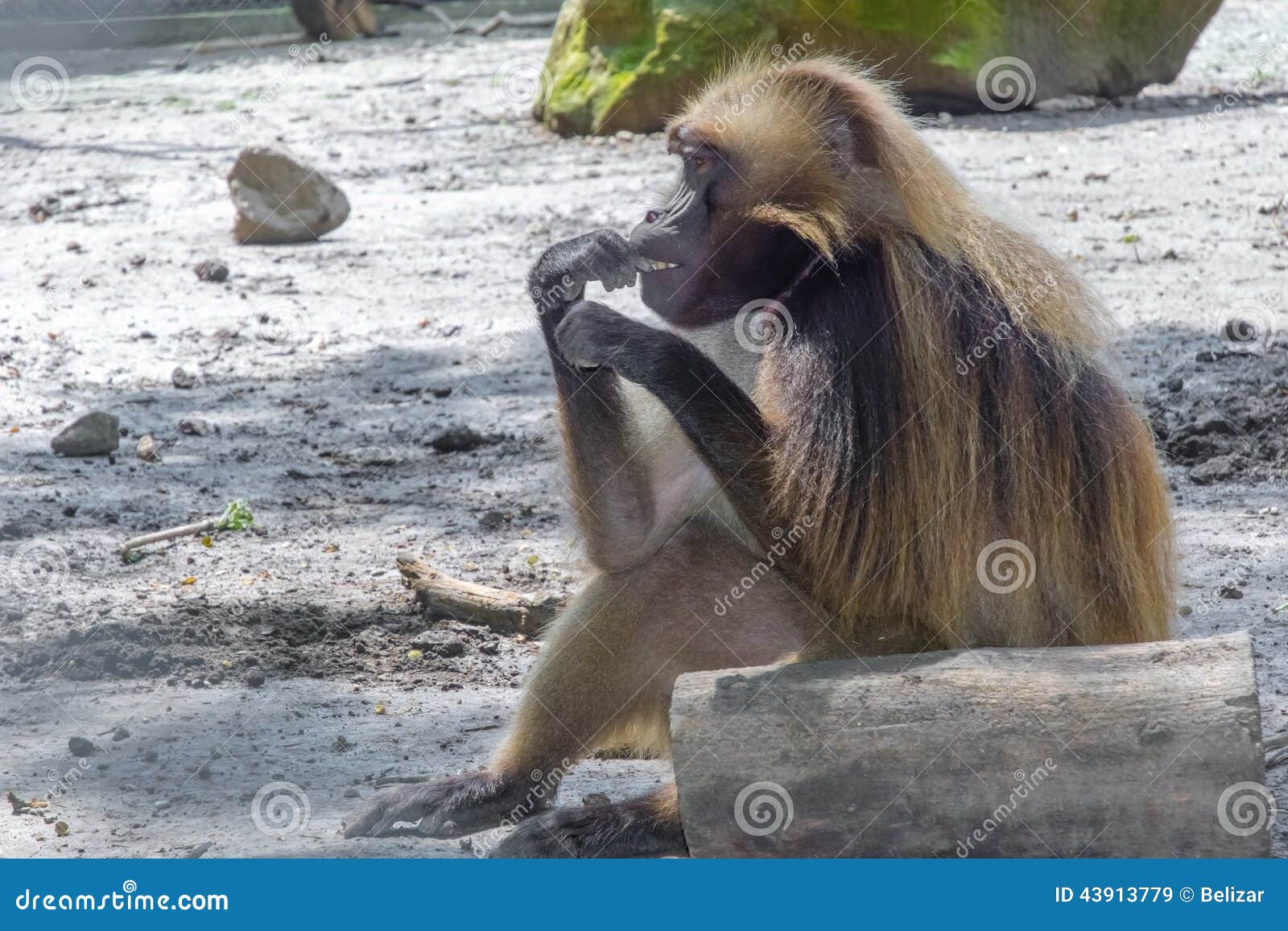 Gelada Baboon (Theropithecus Gelada) Stock Image - Image of primates ...