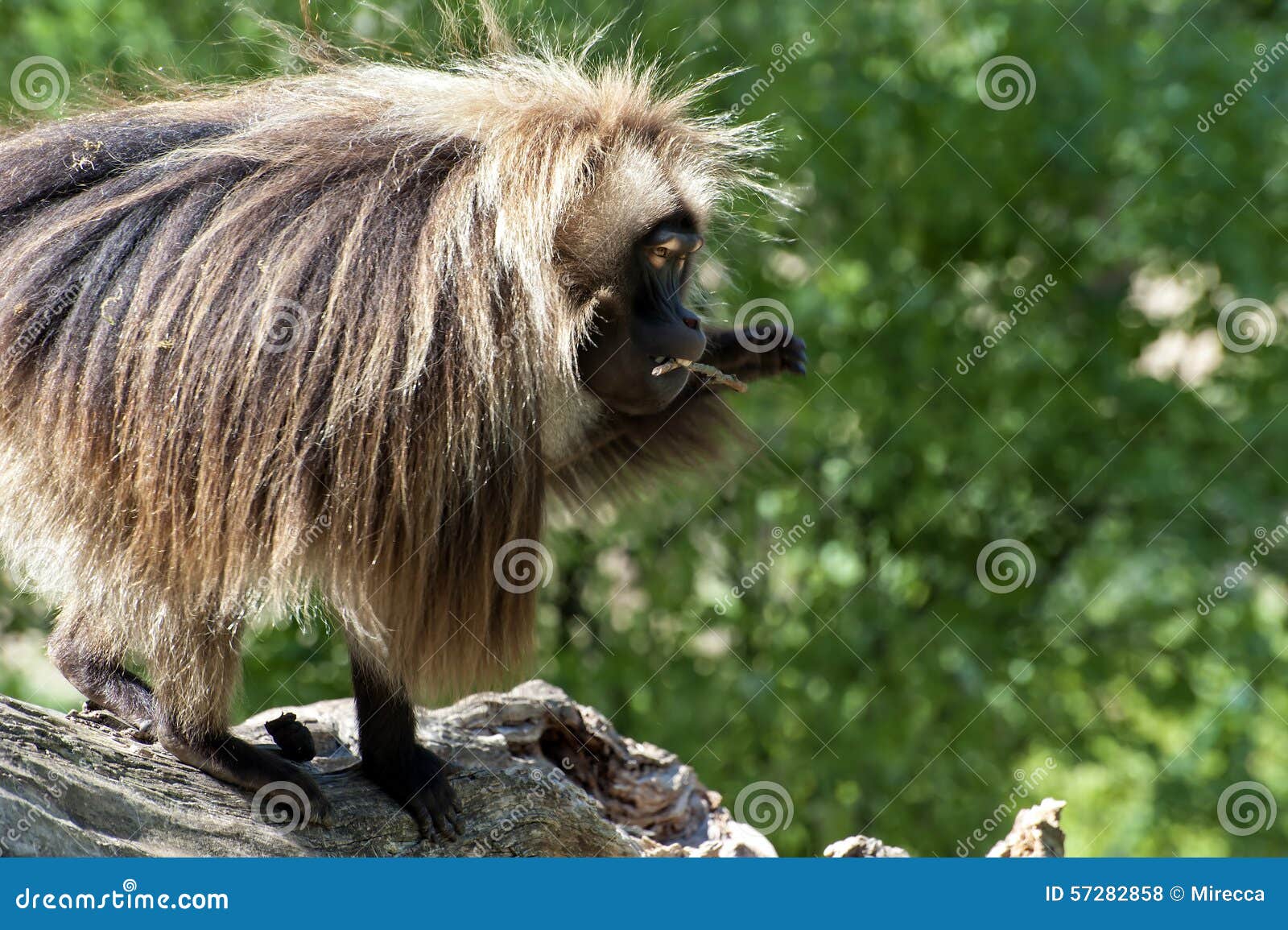 Gelada Baboon - Theropithecus Gelada Stock Photo - Image of ecosystem ...