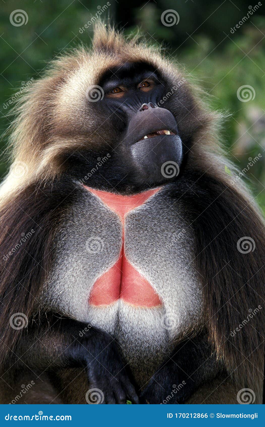 GELADA Theropithecus Gelada Stock Photo - Image of male, outdoor: 170212866