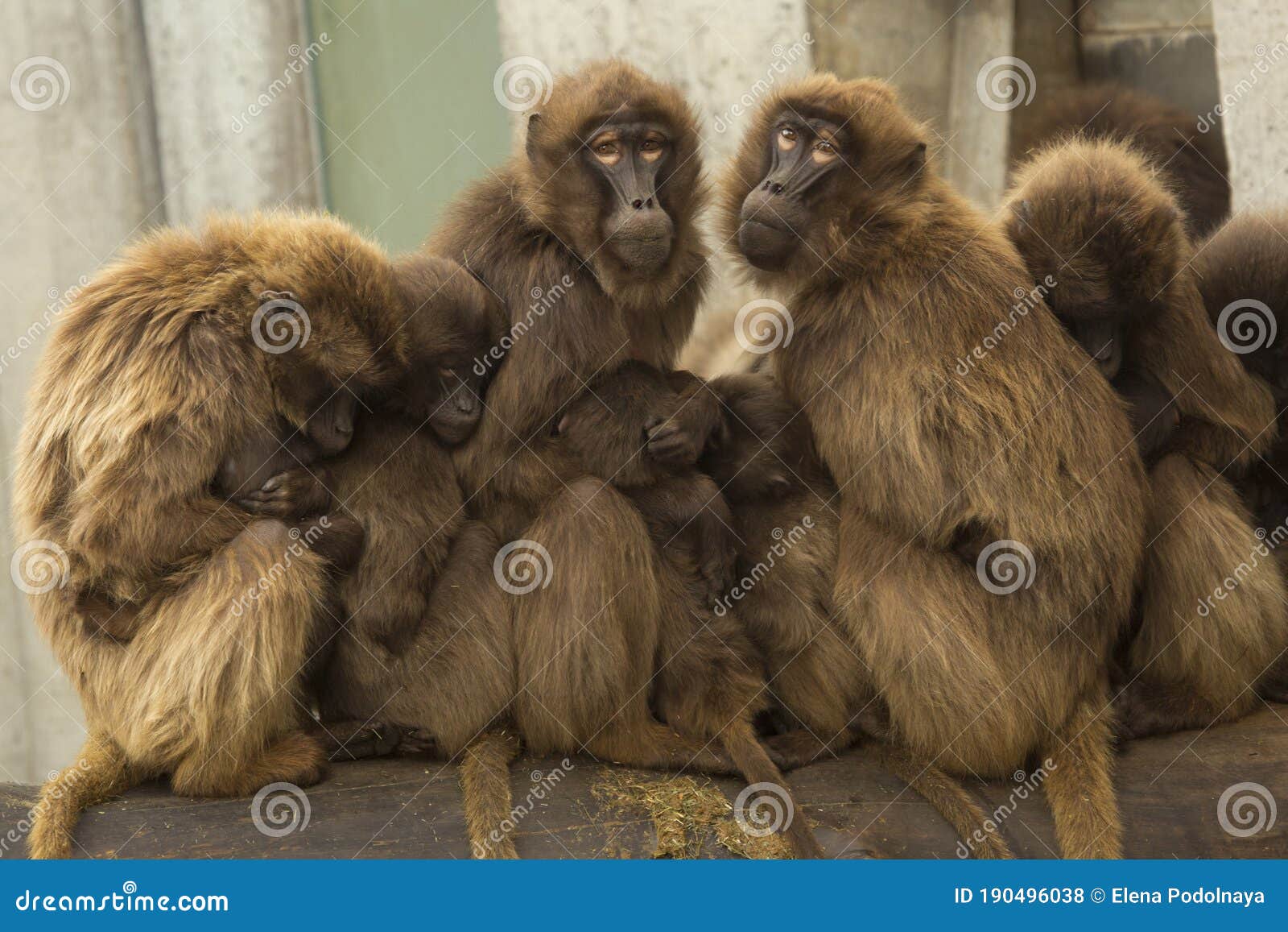 The Gelada Baboon Theropithecus Gelada. Stock Photo - Image of mother ...