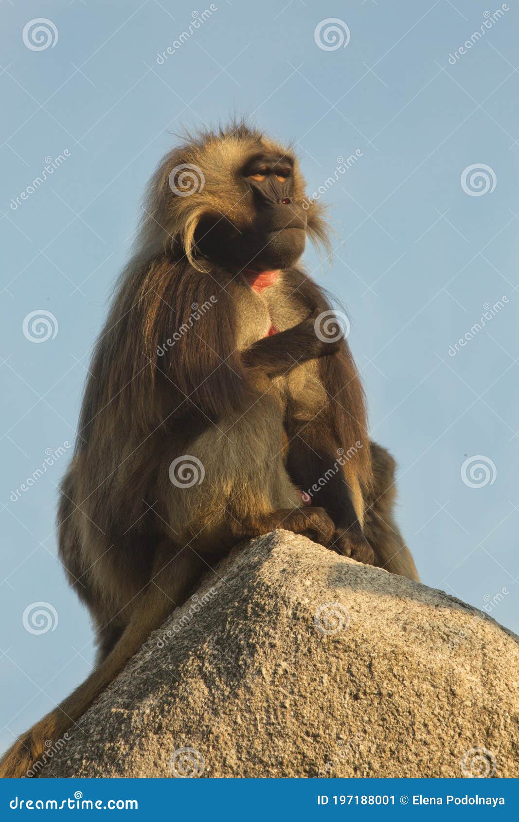 The Gelada Baboon. Theropithecus Gelada. Stock Image - Image of animal ...