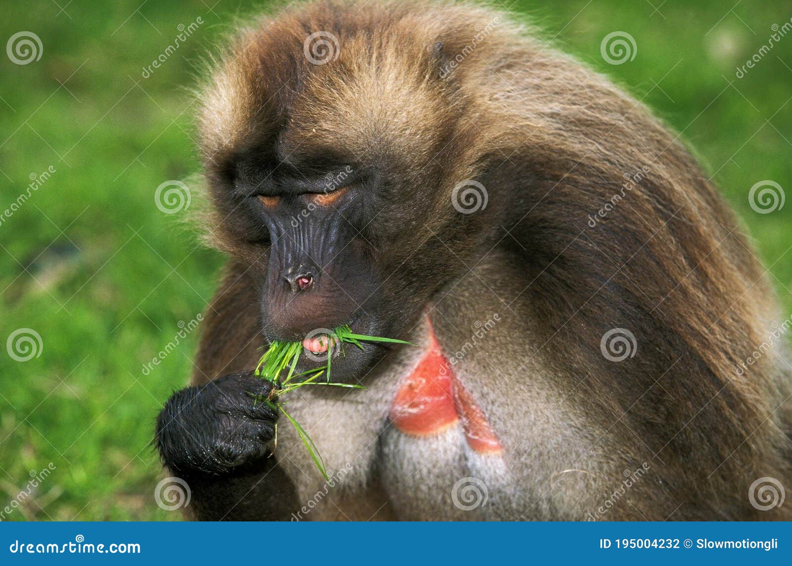 GELADA BABOON Theropithecus Gelada, MALE EATING GRASS Stock Photo ...