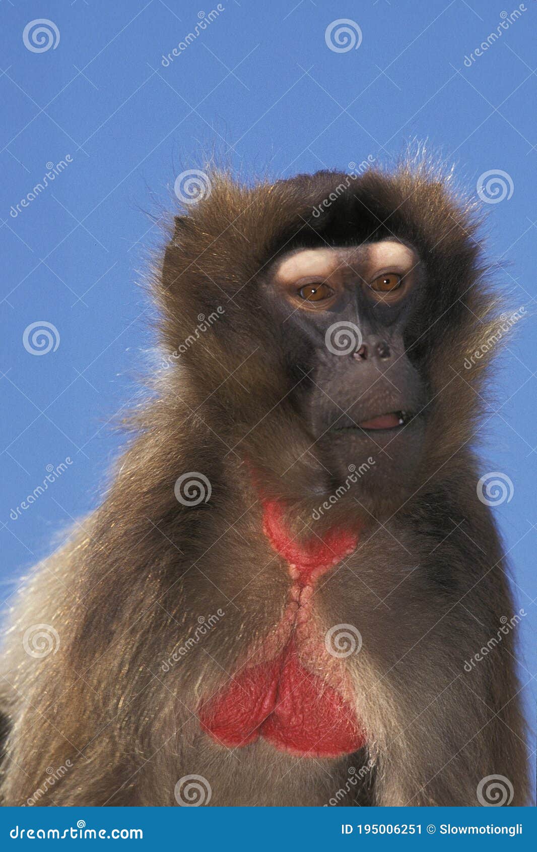 GELADA BABOON Theropithecus Gelada, PORTRAIT of FEMALE Stock Image ...