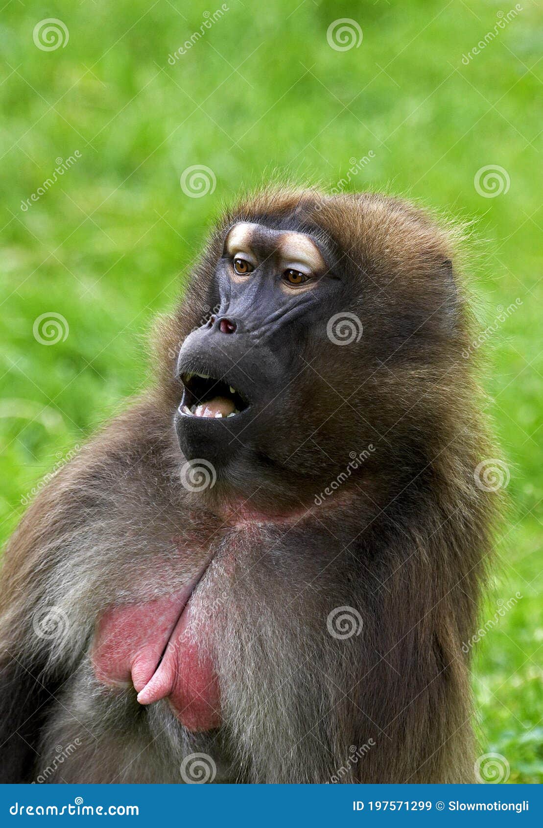 Gelada Baboon, Theropithecus Gelada, Portrait of Female Calling Stock ...