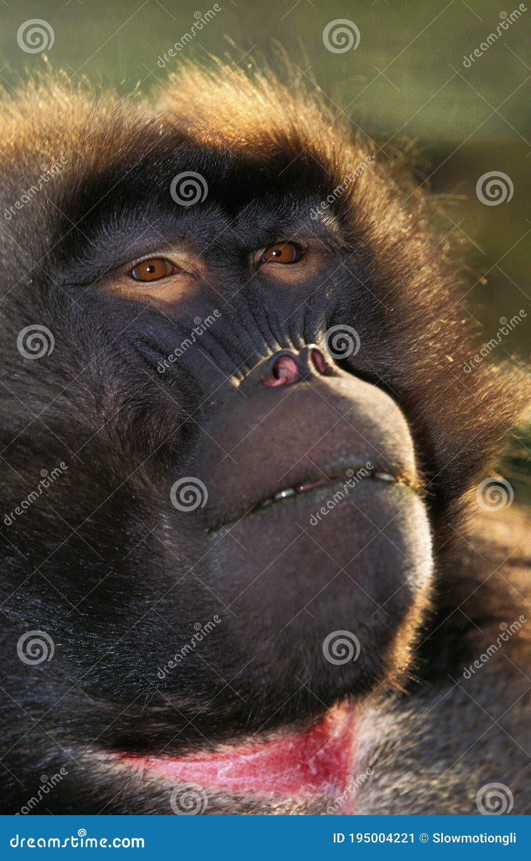 GELADA BABOON Theropithecus Gelada, PORTRAIT of MALE Stock Image ...