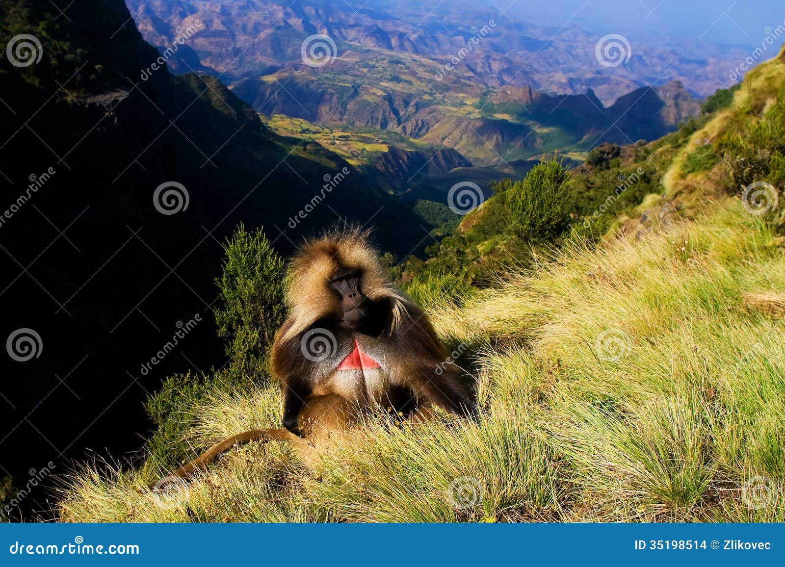 Gelada baboon on top stock photo. Image of wilderness - 35198514