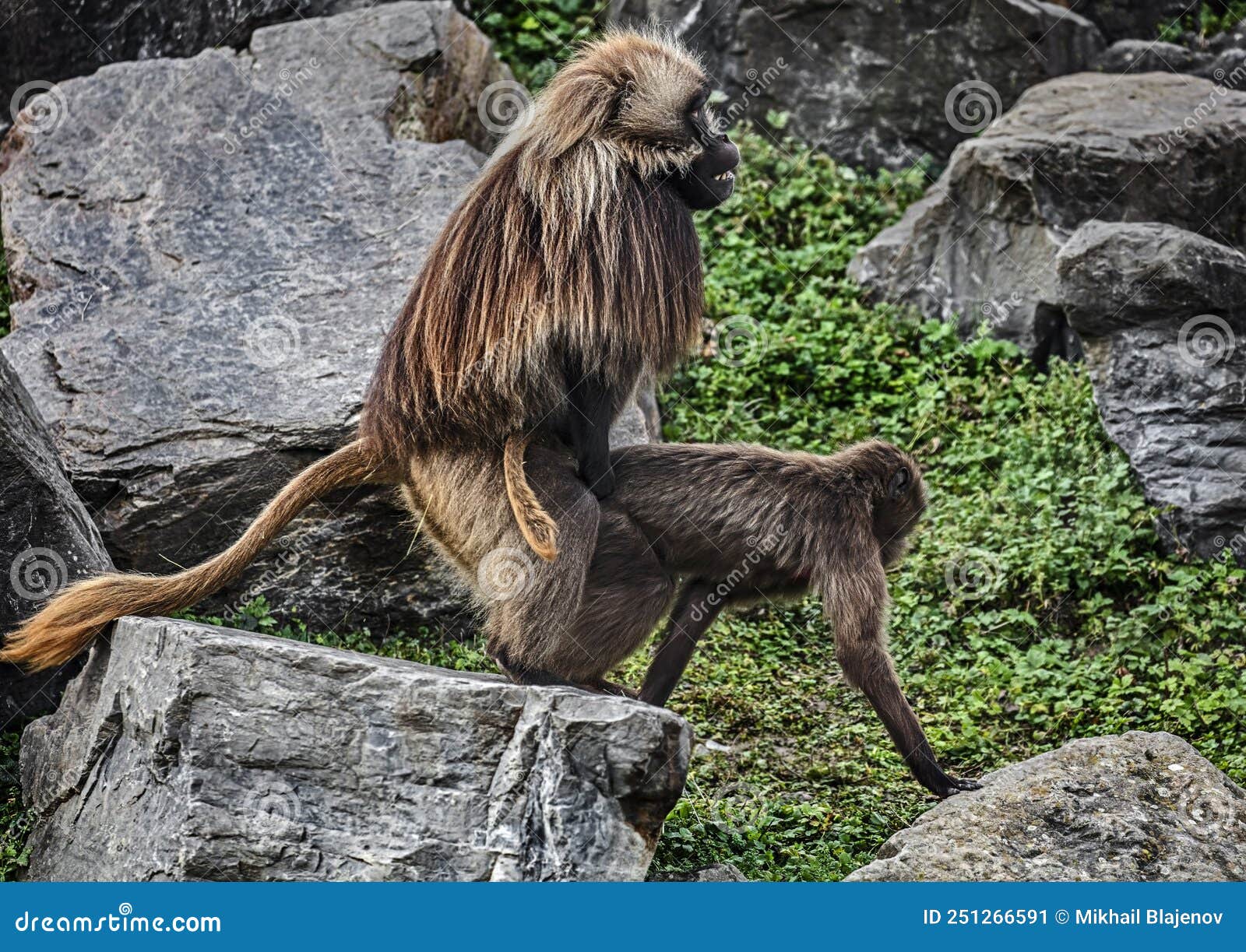 Gelada baboons coupling 3 stock image. Image of fluffy - 251266591