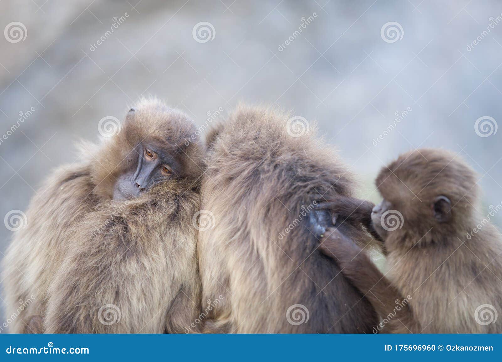 Gelada baboons hugging stock photo. Image of wildlife - 175696960