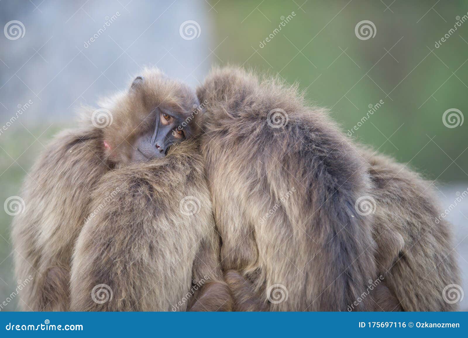 Gelada baboons hugging stock photo. Image of monkey - 175697116