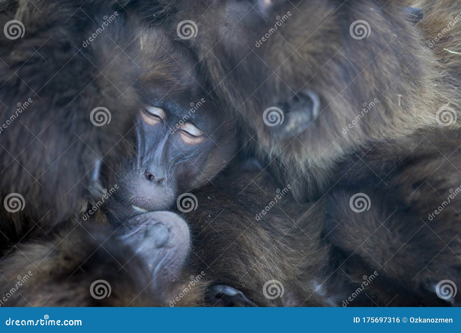 Gelada baboons hugging stock photo. Image of bleedingheart - 175697316