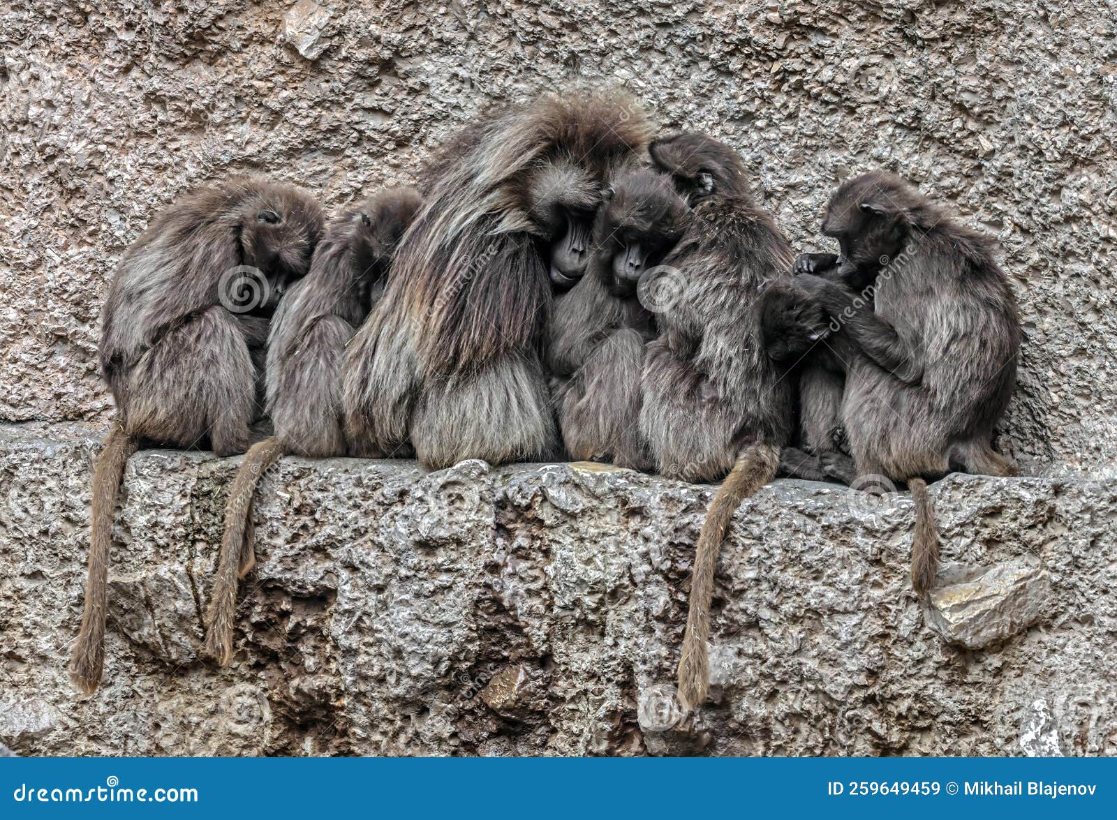 Gelada Baboons on the Rock 1 Stock Image - Image of baboon, species ...