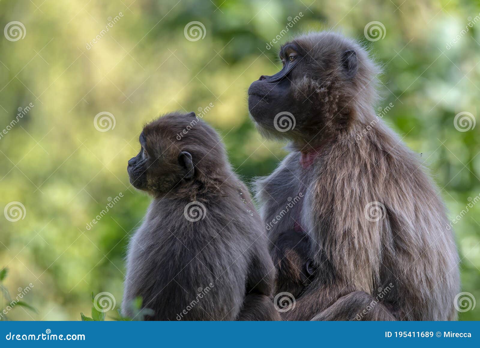 Gelada Baboons Theropithecus Gelada with Baby. Stock Image - Image of ...