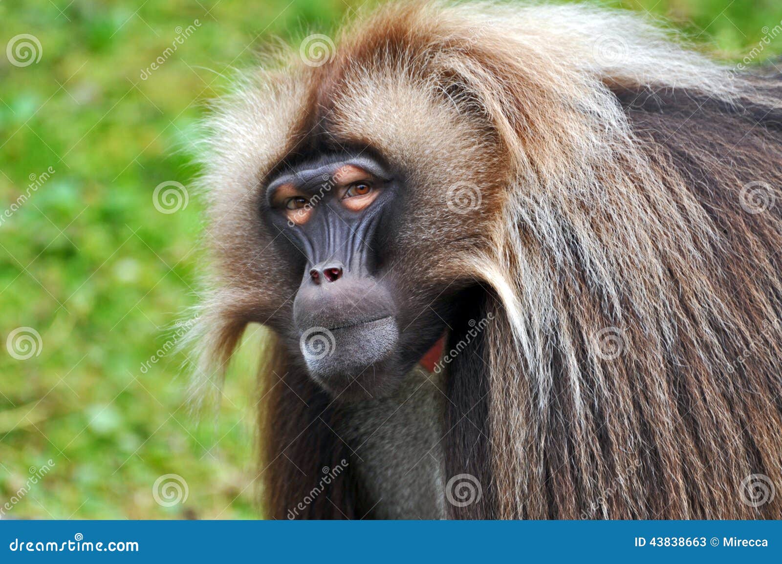 Gelada Baboons (Theropithecus Gelada) Stock Image - Image of africa ...