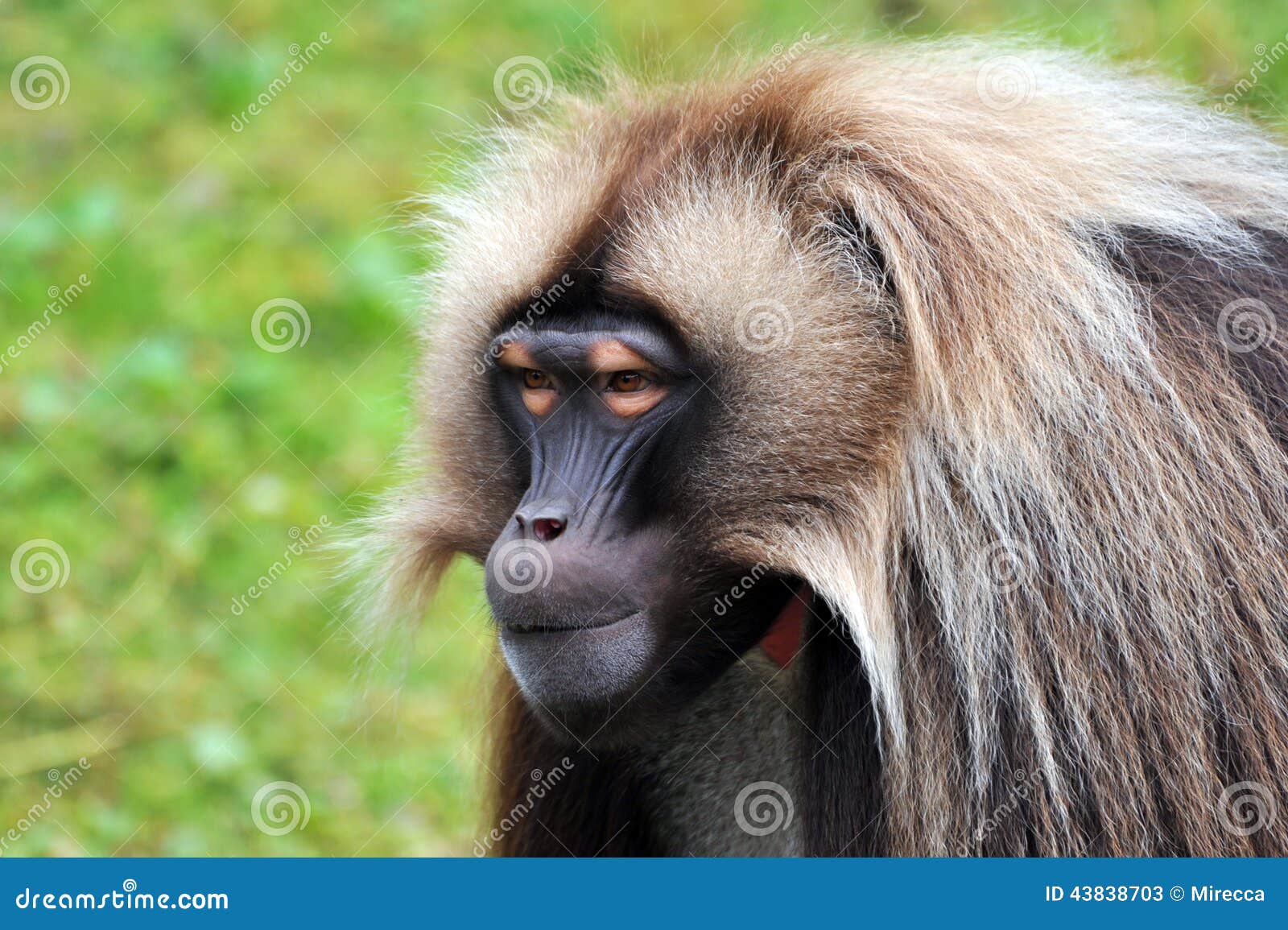 Gelada Baboons (Theropithecus Gelada) - Portrait Stock Image - Image of ...