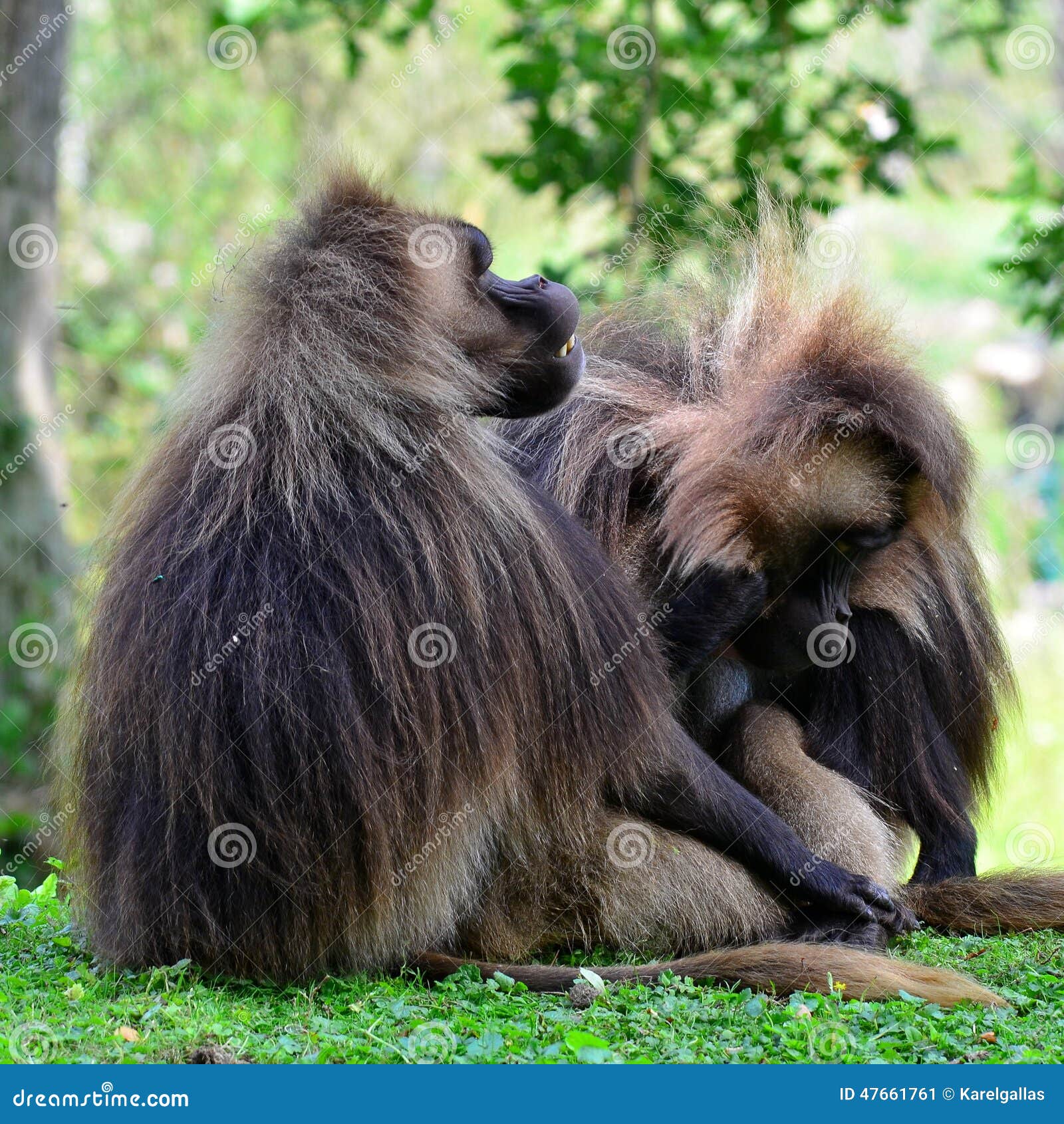 Gelada Baboons (Theropithecus Gelada) Stock Image - Image of male ...