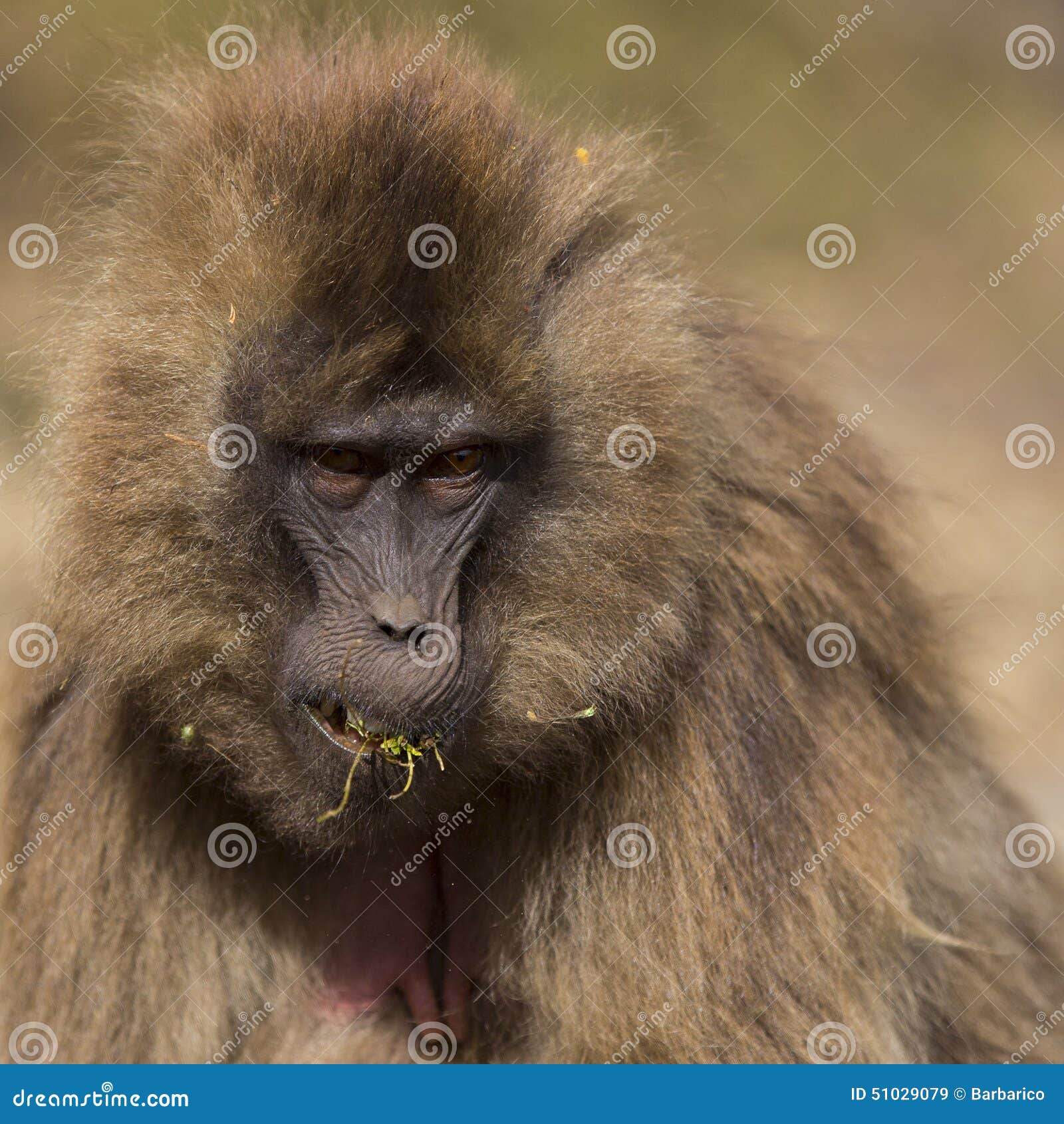 Gelada Monkey eating grass stock image. Image of mountains - 51029079