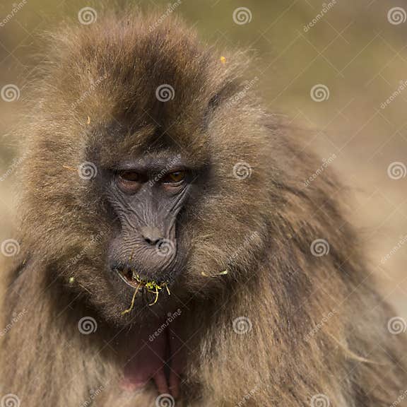 Gelada Monkey eating grass stock image. Image of mountains - 51029079