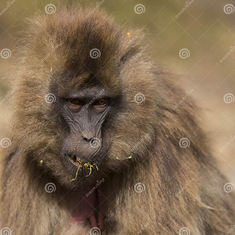 Gelada Monkey eating grass stock image. Image of mountains - 51029079