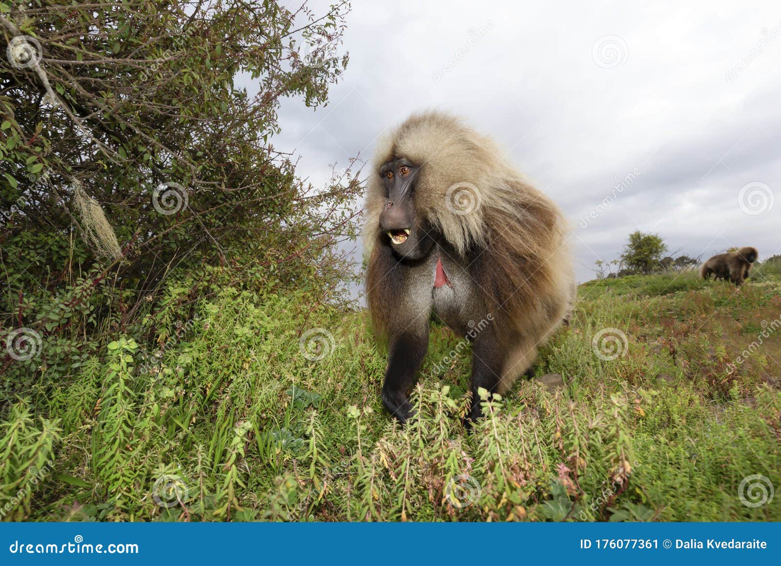 Gelada Monkey Eating Grass in Simien Mountains, Ethiopia Stock Image ...