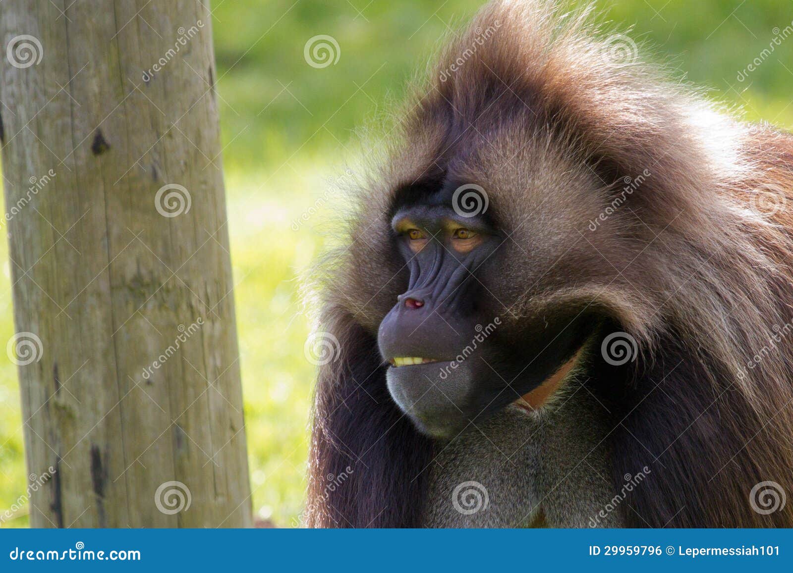 Gelada Monkey stock photo. Image of gelada, monkey, mammal - 29959796